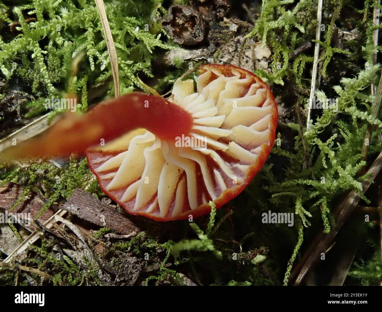 Vermilion Waxcap (Hygrocybe miniata) Fungi Stock Photo - Alamy