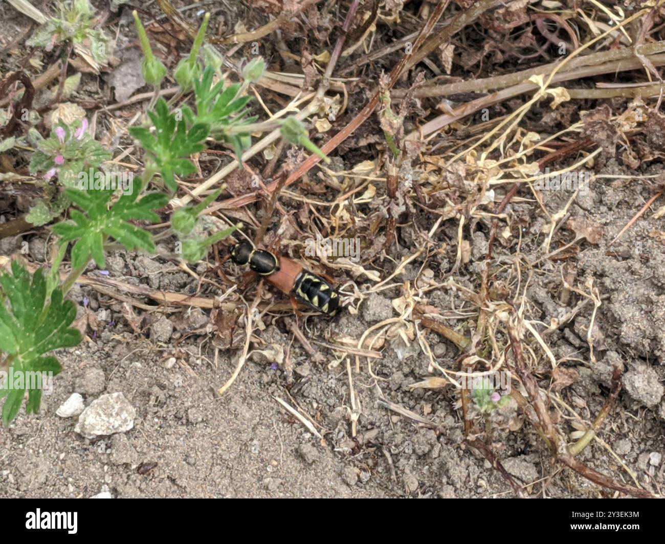 (Staphylinus caesareus) Insecta Stock Photo - Alamy