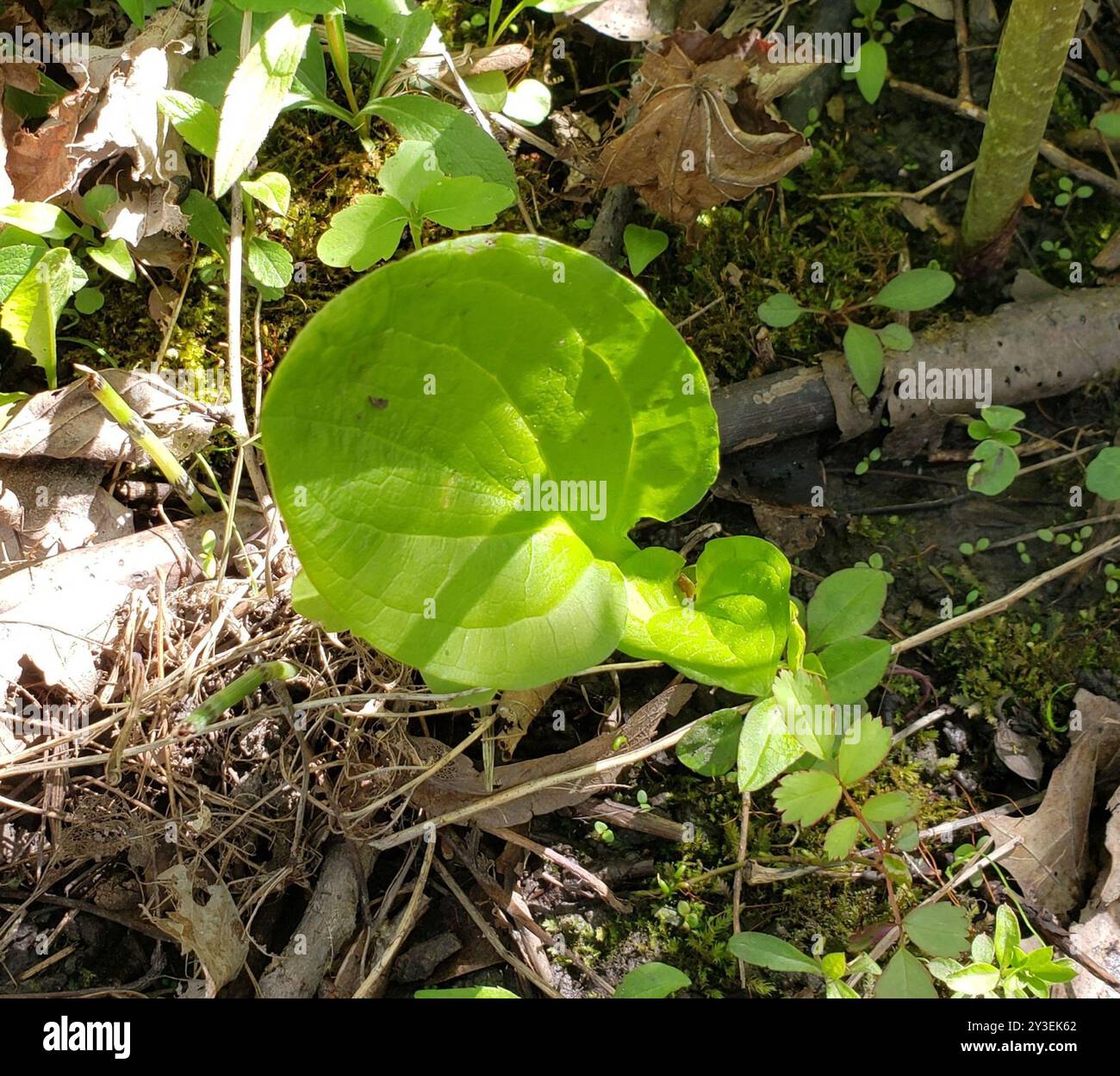 flowering plants (Angiospermae) Plantae Stock Photo - Alamy