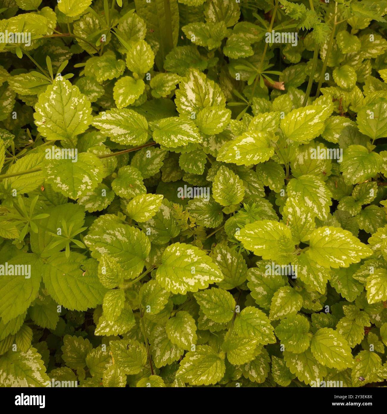 Variegated Yellow Archangel (Lamium galeobdolon argentatum) Plantae ...