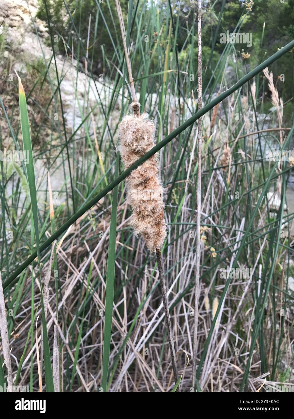 Cattails (Typha) Plantae Stock Photo - Alamy