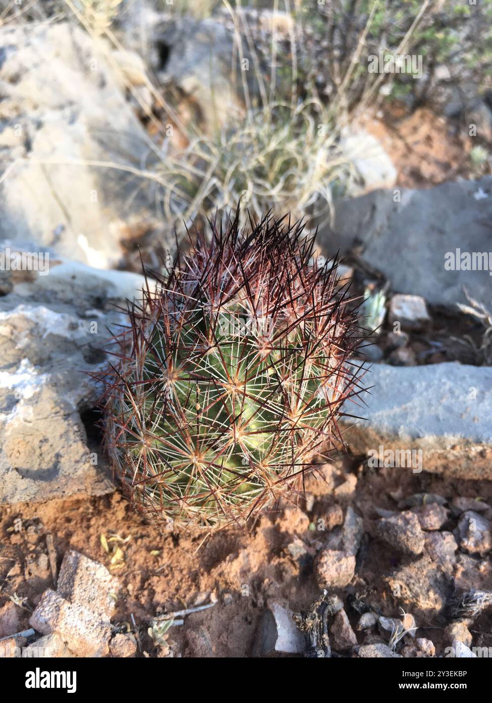 Spinystar (Escobaria vivipara) Plantae Stock Photo - Alamy