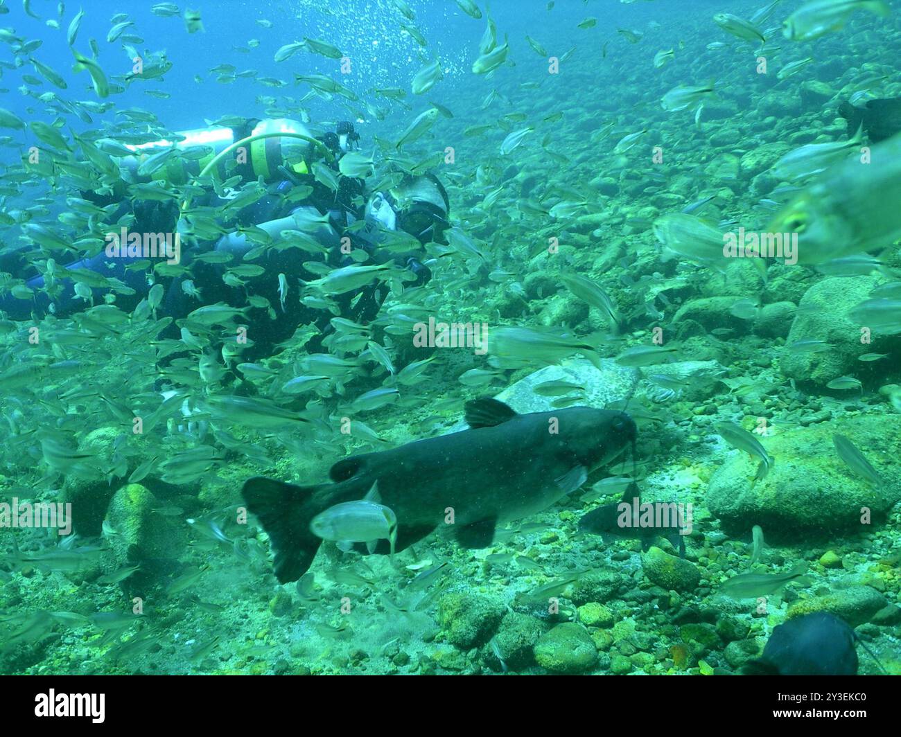 Channel Catfish (Ictalurus punctatus) Actinopterygii Stock Photo - Alamy