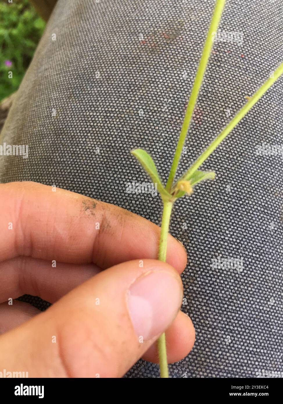 Sticky mouse-ear chickweed (Cerastium glomeratum) Plantae Stock Photo ...