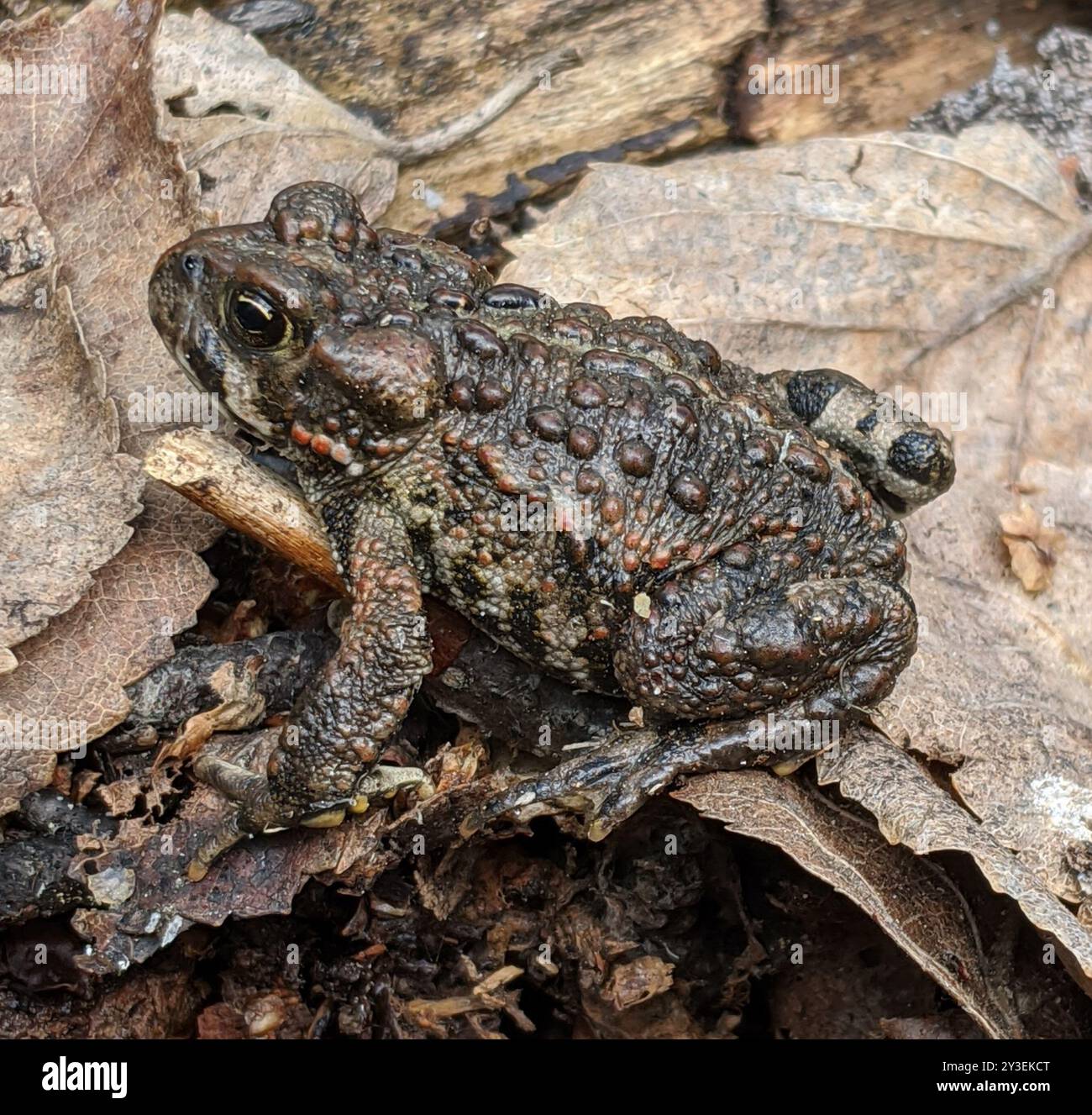 Western Toad (Anaxyrus boreas) Amphibia Stock Photo - Alamy