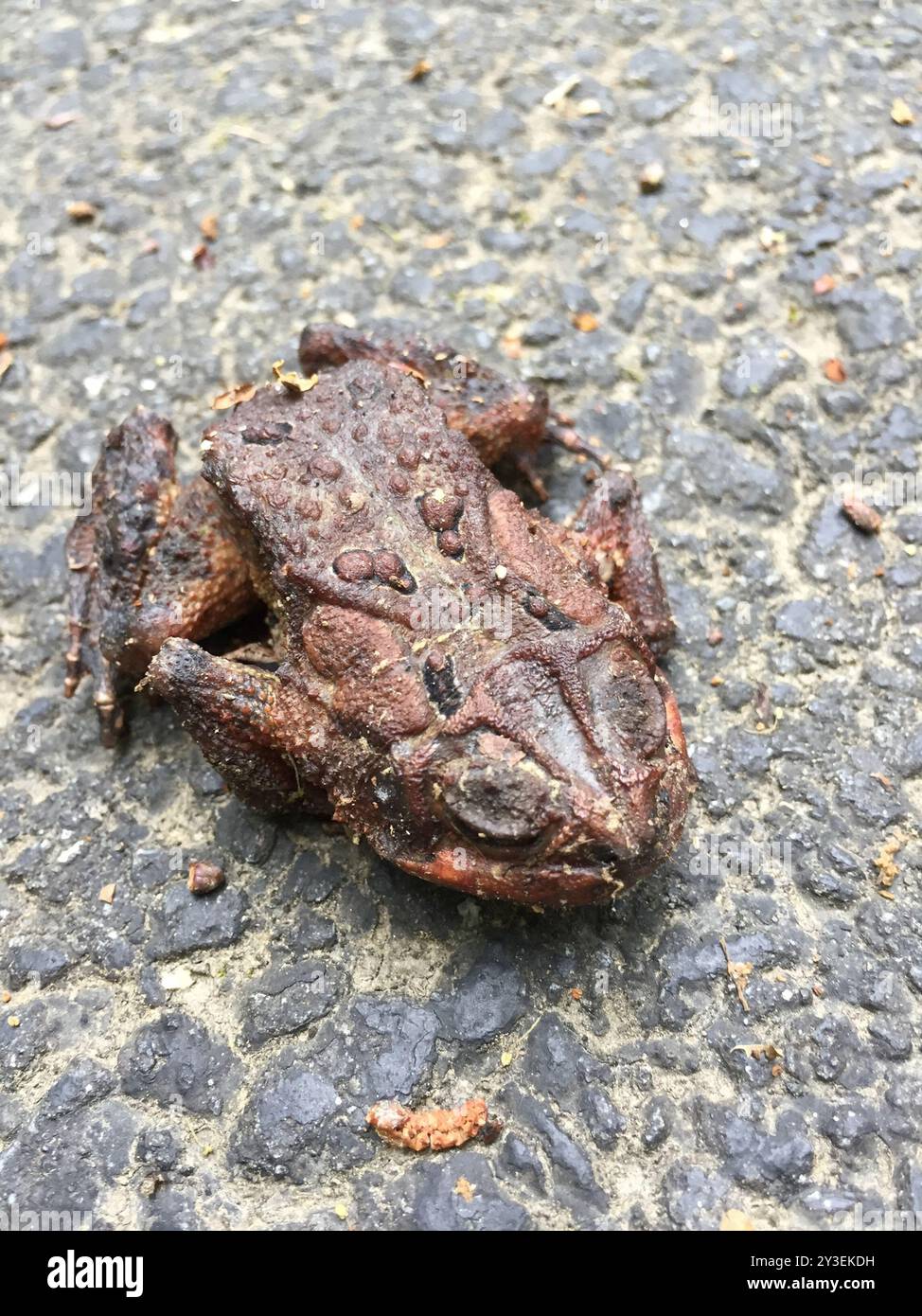 Eastern American Toad (Anaxyrus americanus americanus) Amphibia Stock ...