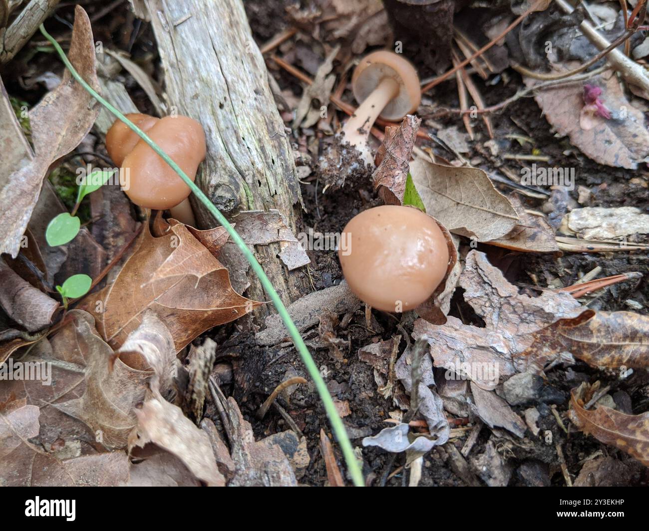 Mulch Fieldcap (Agrocybe putaminum) Fungi Stock Photo - Alamy
