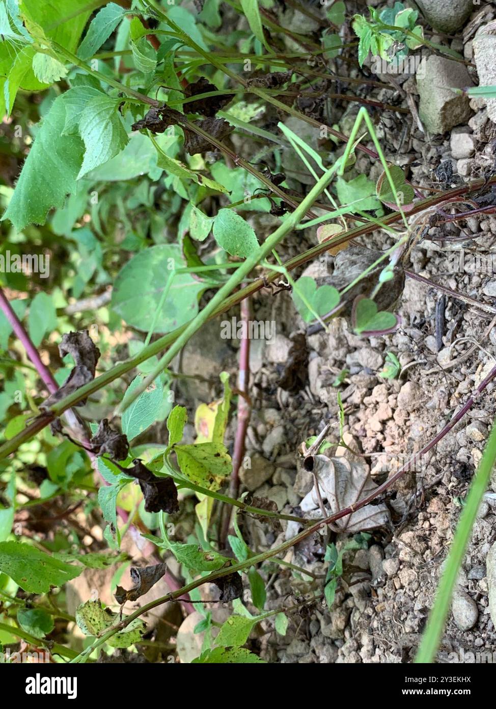 branchlet stick-insects (Ramulus) Insecta Stock Photo - Alamy