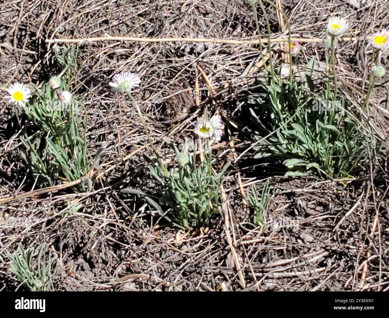 trailing fleabane (Erigeron flagellaris) Plantae Stock Photo - Alamy