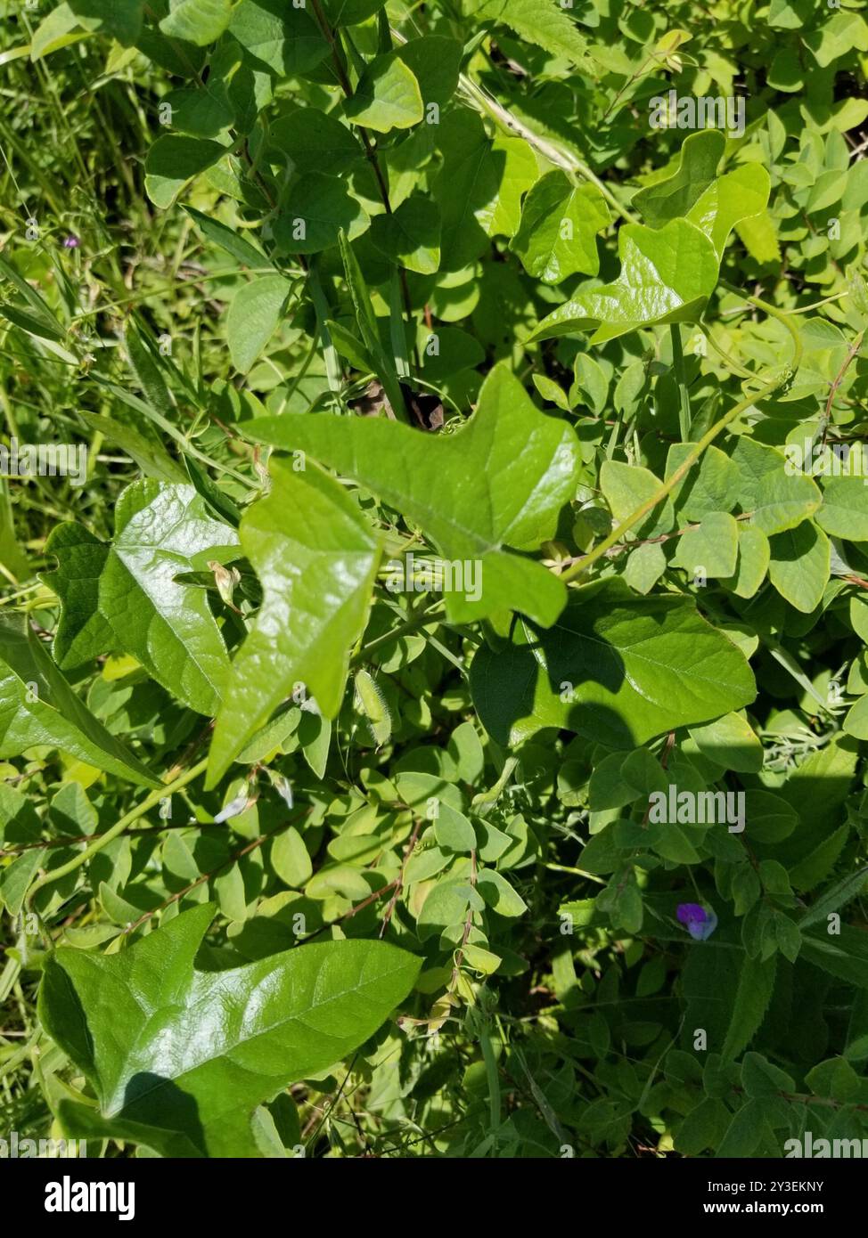 Carolina snailseed (Nephroia carolina) Plantae Stock Photo - Alamy