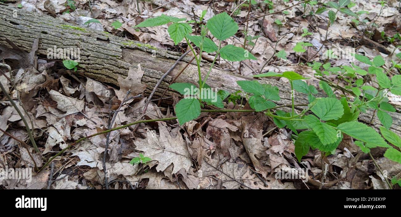 dwarf raspberry (Rubus pubescens) Plantae Stock Photo - Alamy