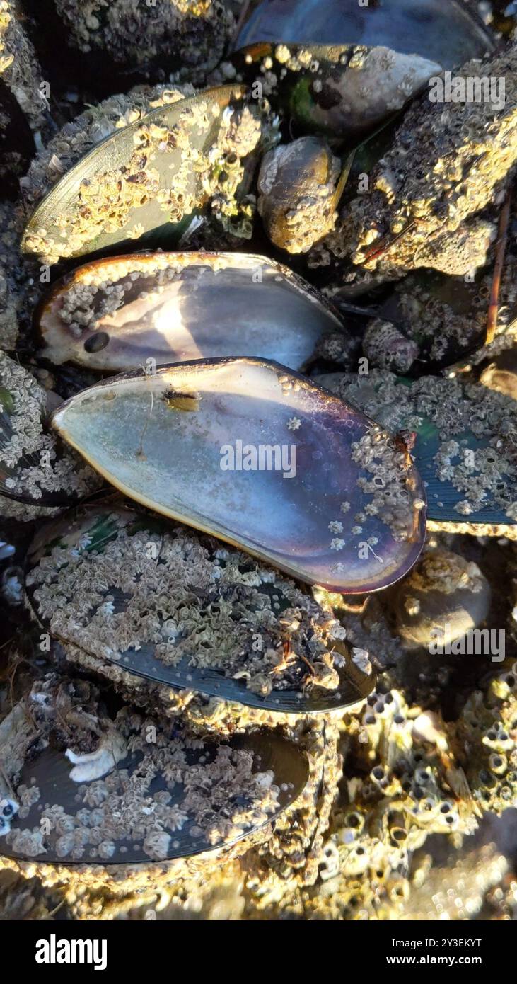 New Zealand Green-lipped Mussel (Perna canaliculus) Mollusca Stock ...