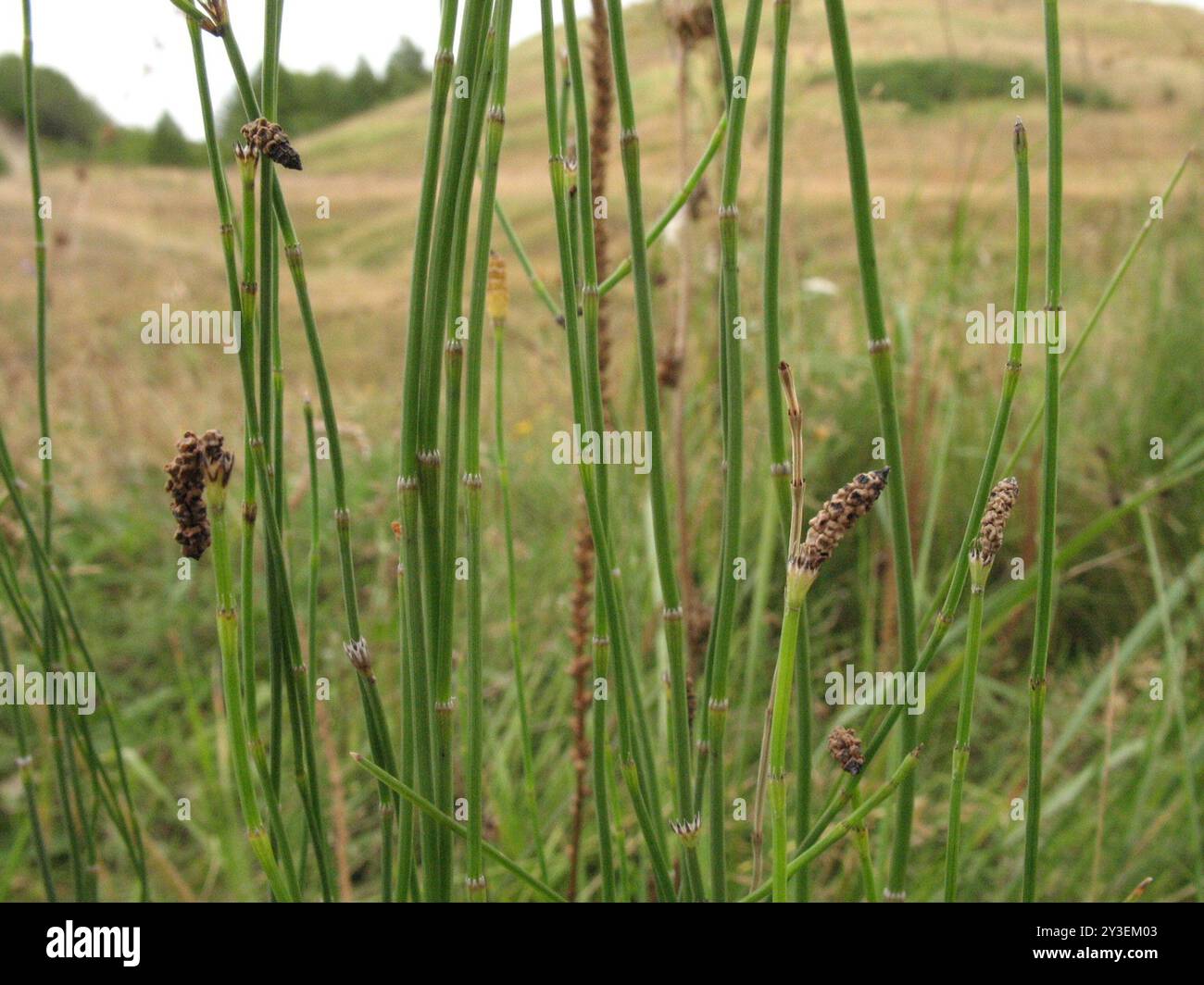 Branched Horsetail (Equisetum ramosissimum) Plantae Stock Photo - Alamy