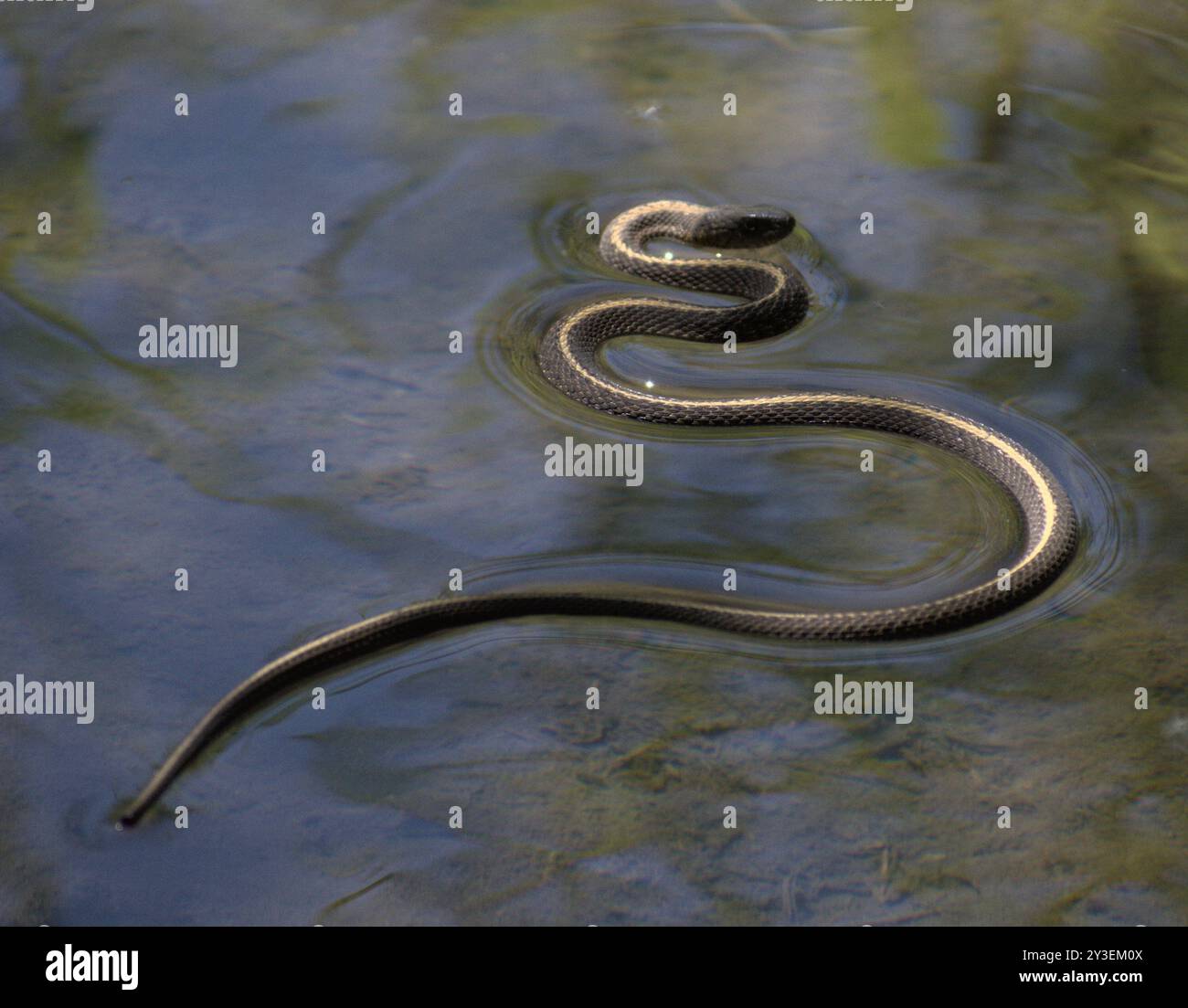 Western Terrestrial Garter Snake (Thamnophis elegans) Reptilia Stock ...
