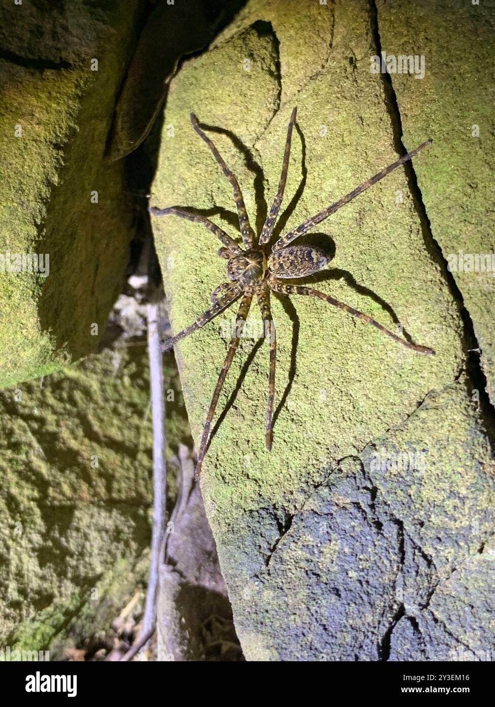 Giant Huntsman Spiders (Heteropoda) Arachnida Stock Photo - Alamy