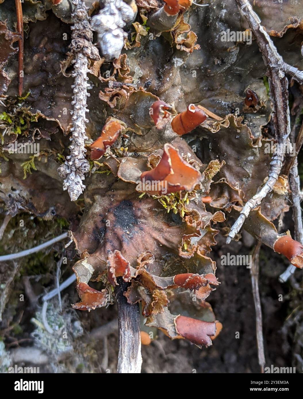 many-fruited pelt lichen (Peltigera polydactylon) Fungi Stock Photo - Alamy