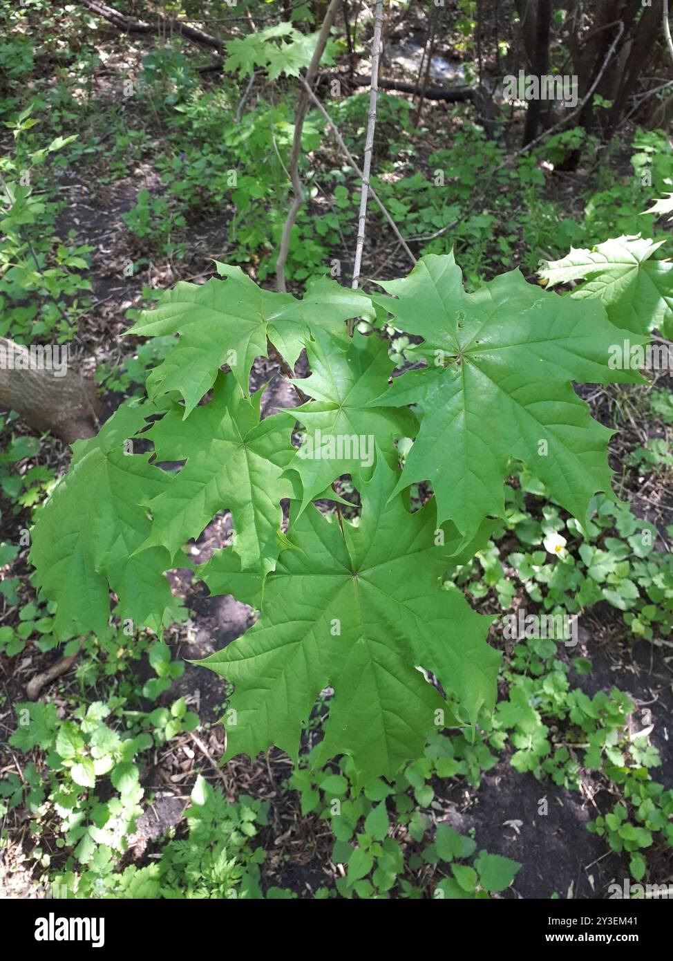 Norway maple (Acer platanoides) Plantae Stock Photo - Alamy