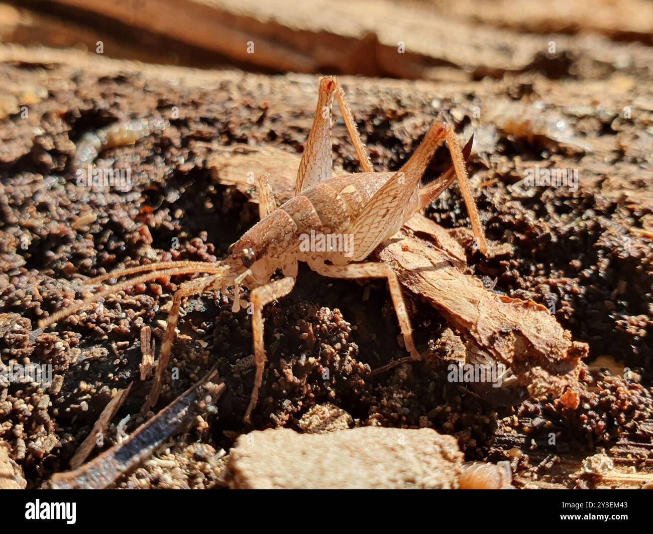 Camel Crickets, Cave Crickets, and Cave Wēta (Rhaphidophoridae) Insecta ...