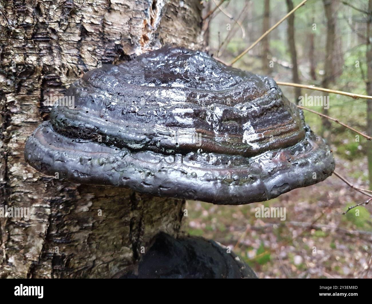 Willow Bracket (Phellinus igniarius) Fungi Stock Photo - Alamy