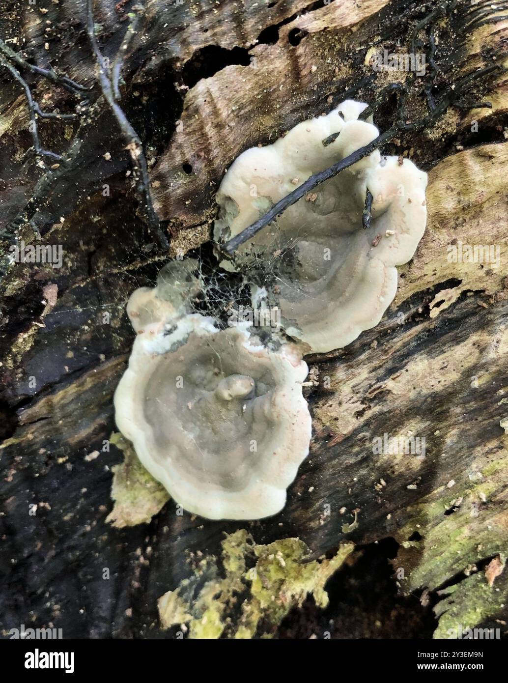 Brittle Cinder (Kretzschmaria deusta) Fungi Stock Photo - Alamy