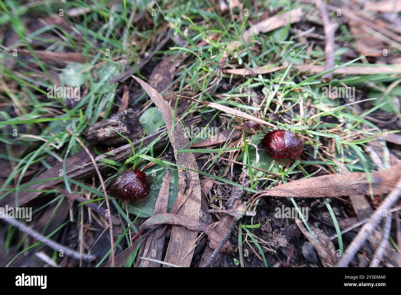 Fringed Helmet-orchid (Corybas fimbriatus) Plantae Stock Photo - Alamy