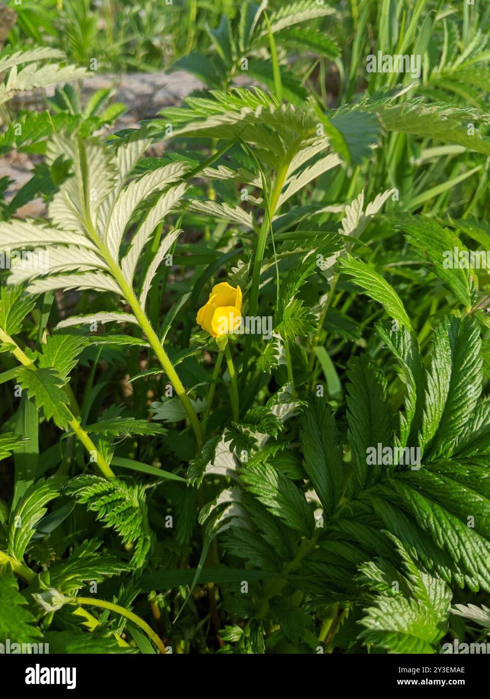 common silverweed (Argentina anserina) Plantae Stock Photo - Alamy
