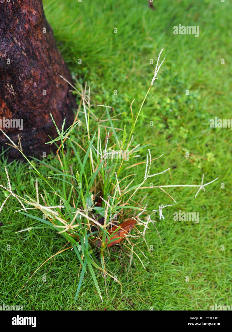 Goose Grass (Eleusine indica) Plantae Stock Photo - Alamy