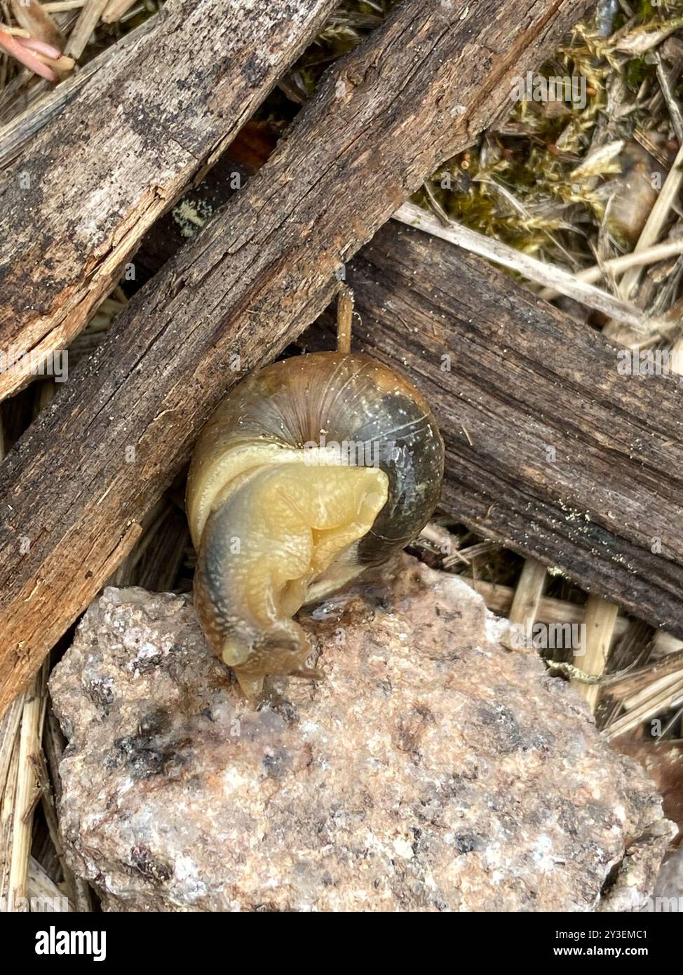 Copse Snail (Arianta arbustorum) Mollusca Stock Photo - Alamy