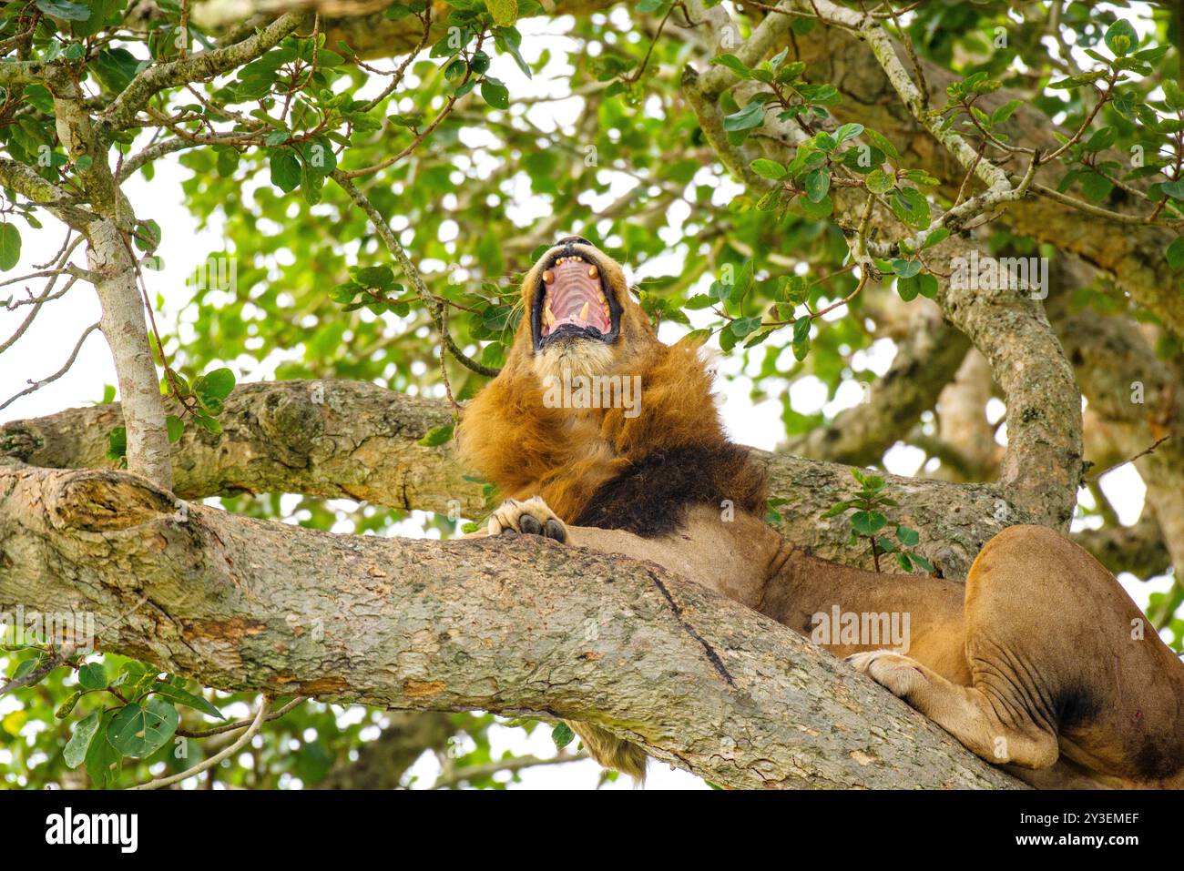 A tree - climbing lion in Ishasha, Queen Elizabeth National Park ...