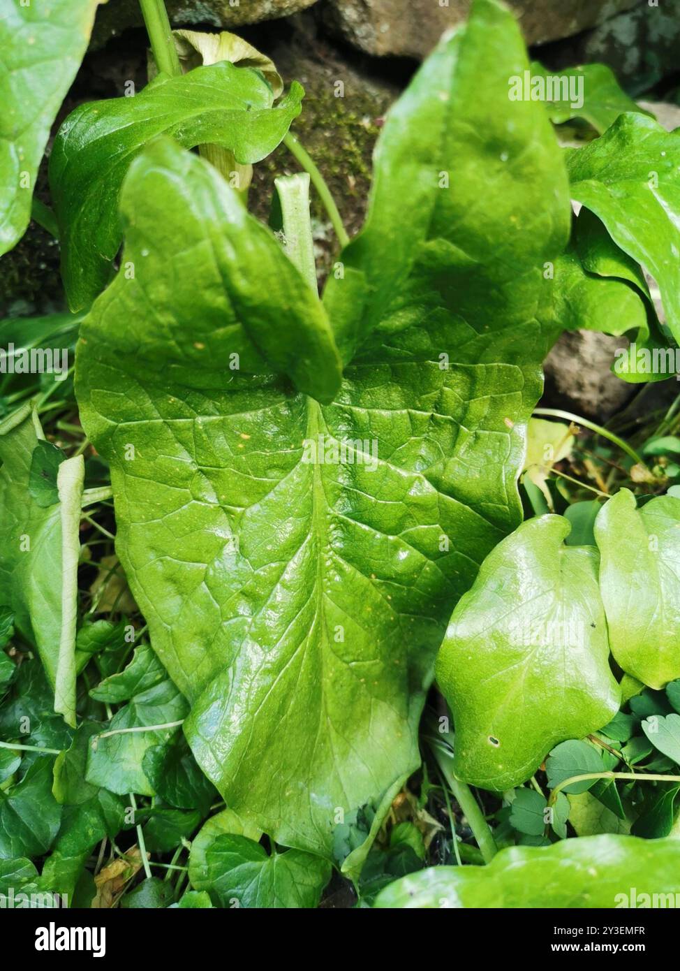 Cuckoo-pint (Arum maculatum) Plantae Stock Photo - Alamy