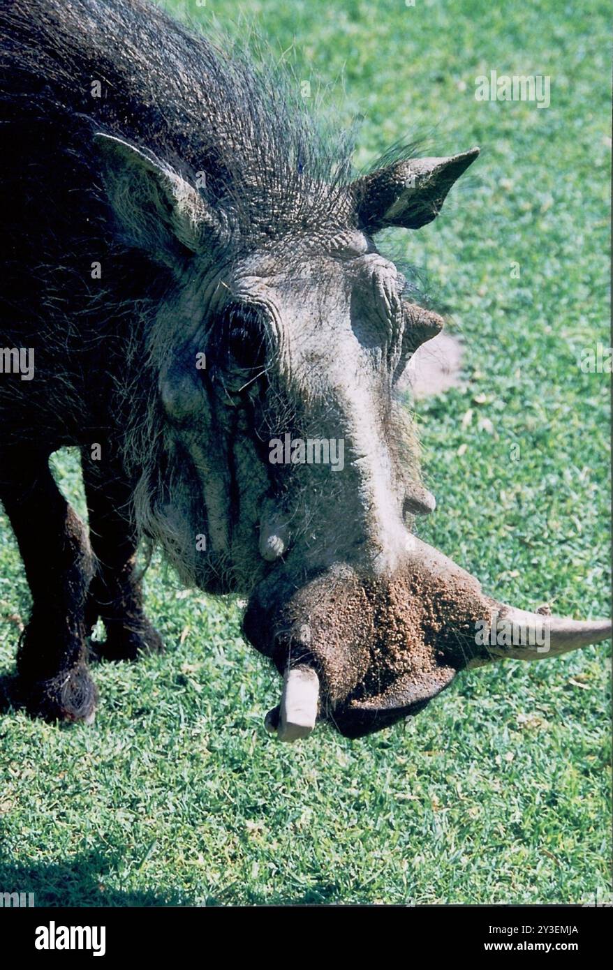 Southern Warthog (Phacochoerus africanus sundevallii) Mammalia Stock ...