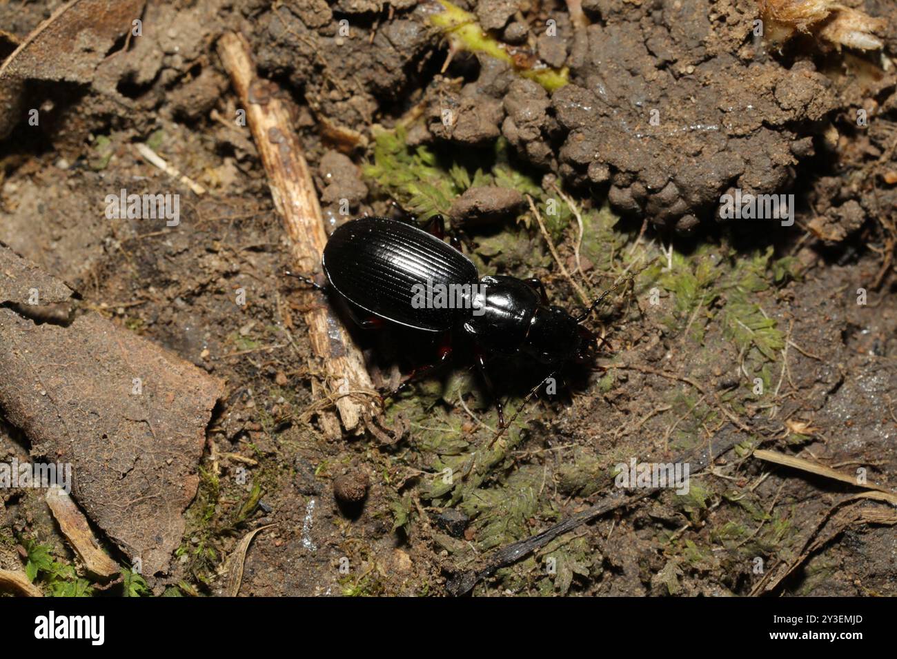 Black Clock (Pterostichus madidus) Insecta Stock Photo - Alamy