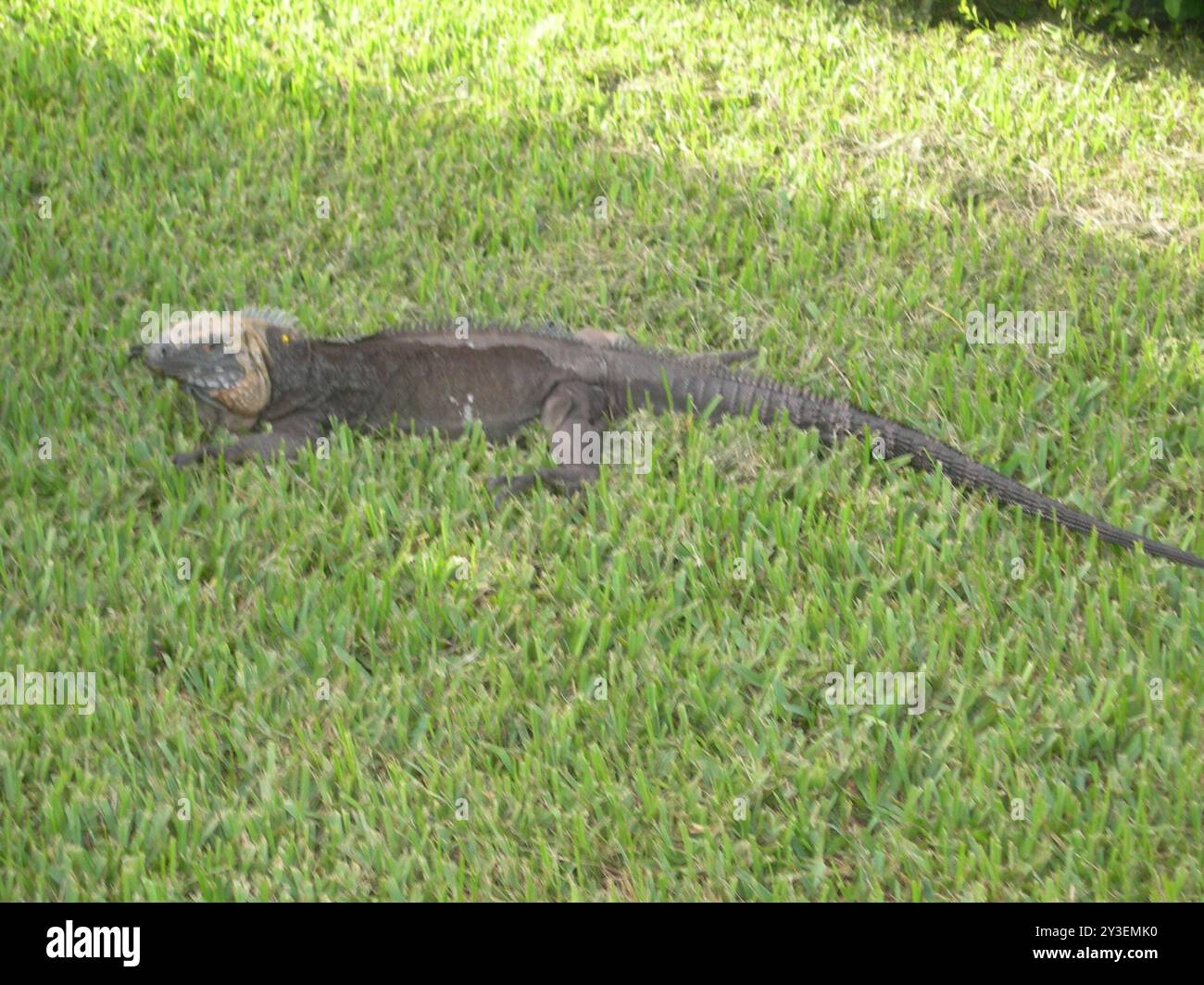 Grand Cayman Blue Iguana (Cyclura lewisi) Reptilia Stock Photo - Alamy