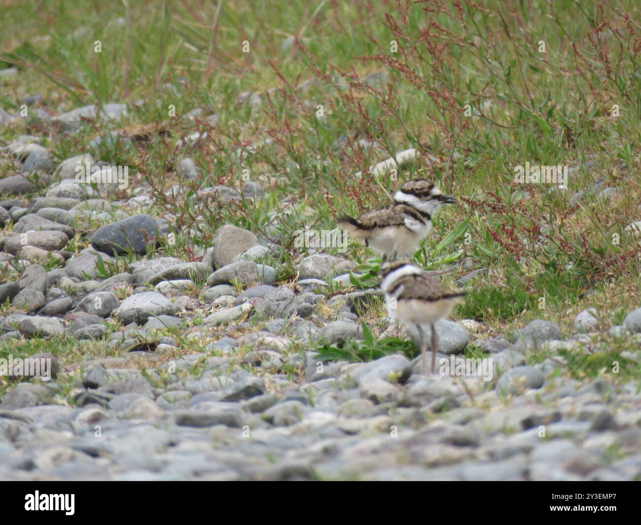 Killdeer (Charadrius vociferus) Aves Stock Photo - Alamy