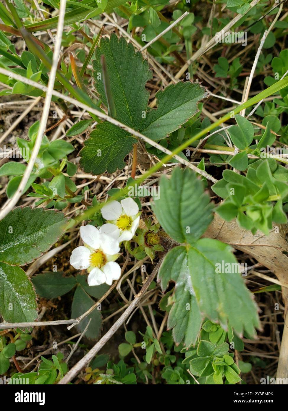 Virginia strawberry (Fragaria virginiana) Plantae Stock Photo - Alamy