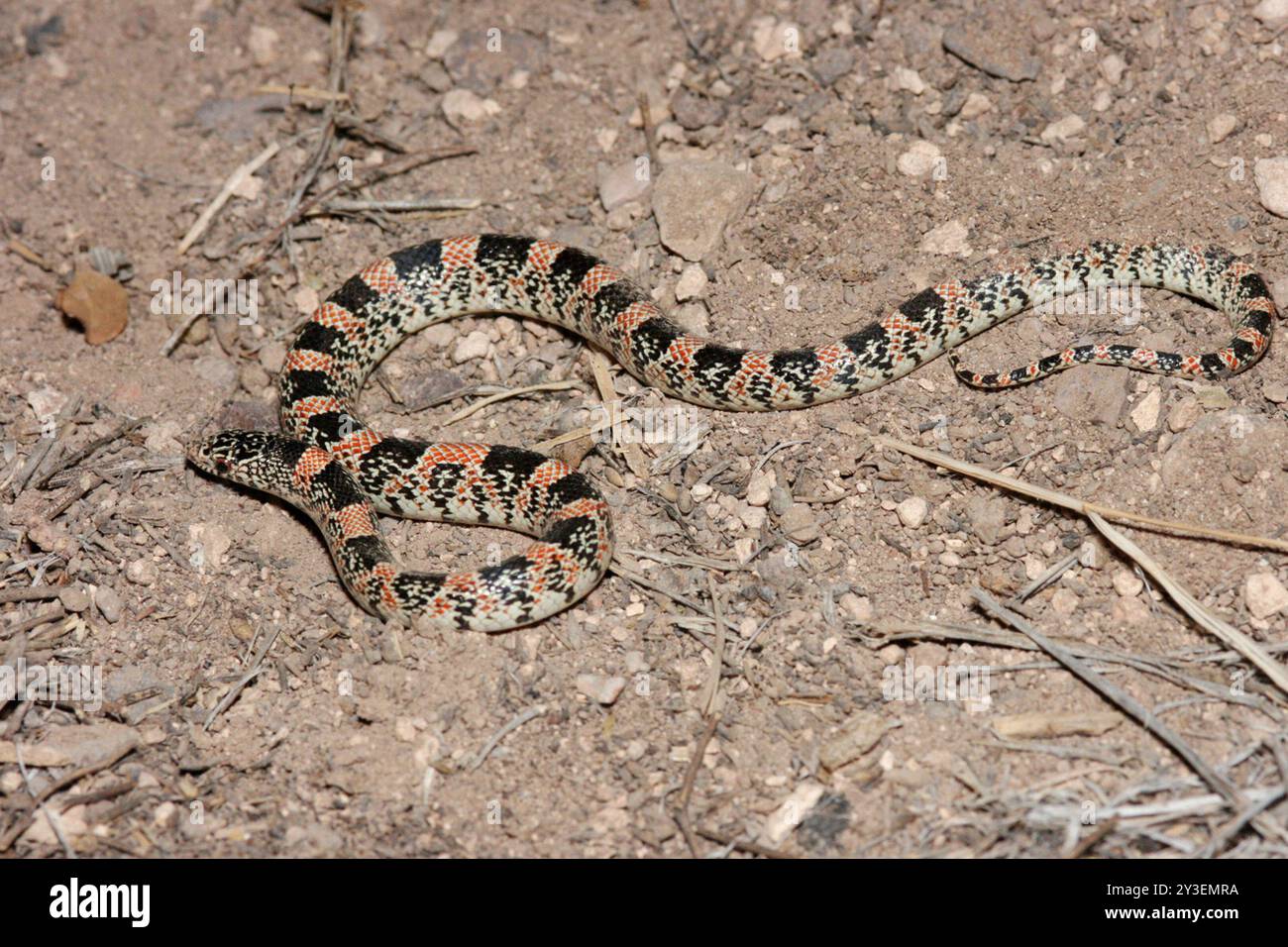 Long-nosed Snake (Rhinocheilus lecontei) Reptilia Stock Photo - Alamy