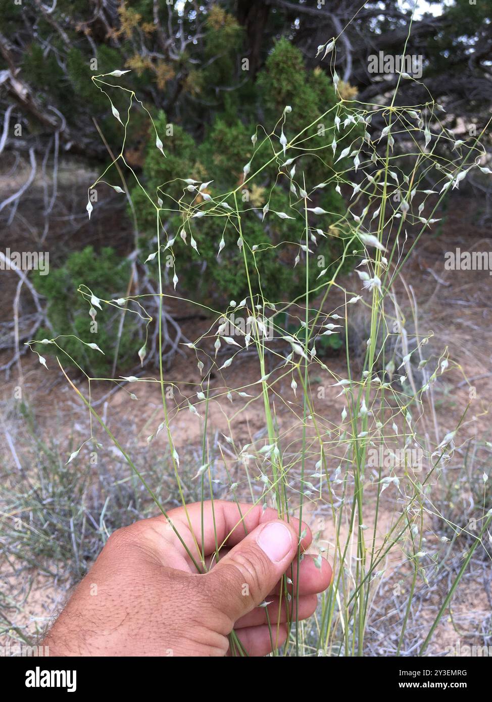 Sand Ricegrass (Eriocoma hymenoides) Plantae Stock Photo - Alamy