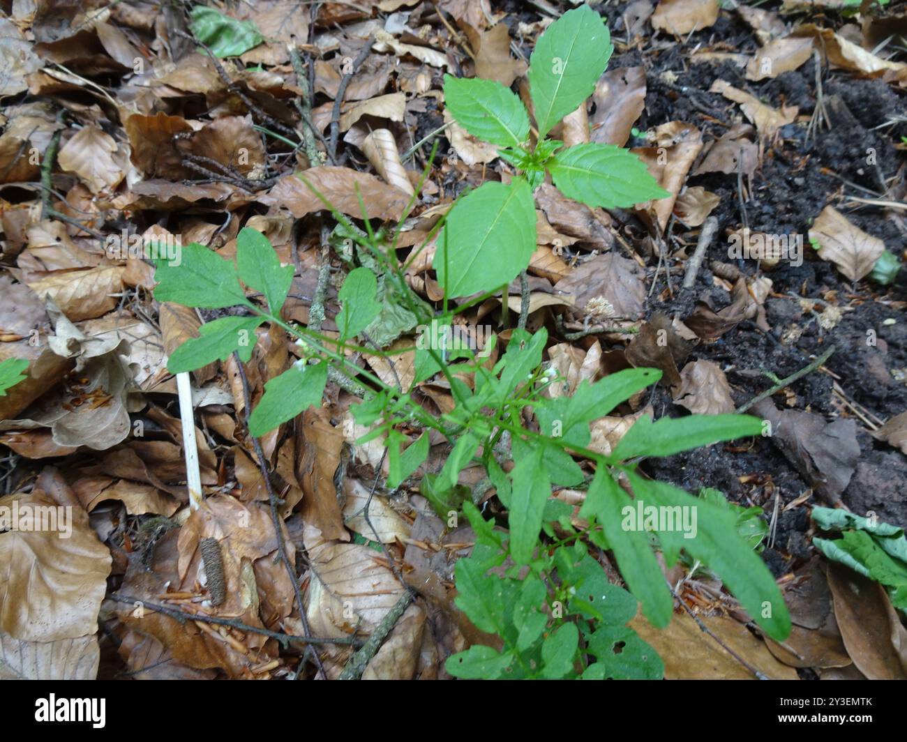 wavy bittercress (Cardamine flexuosa) Plantae Stock Photo - Alamy