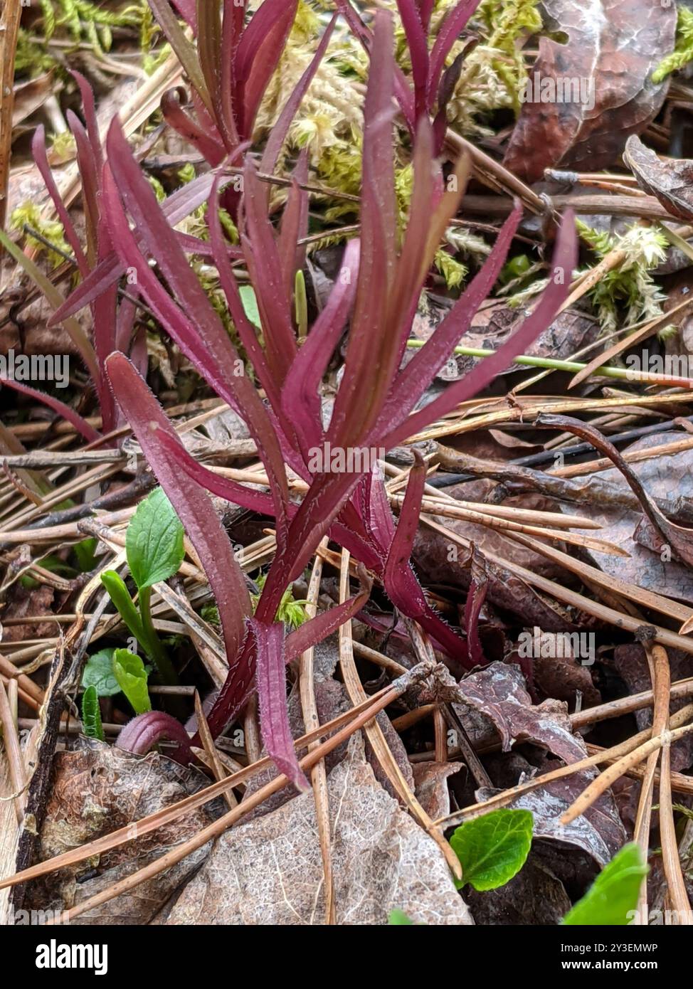 vascular plants (Tracheophyta) Plantae Stock Photo - Alamy