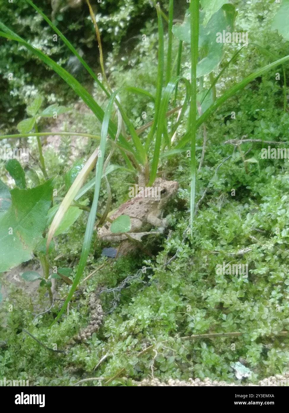 Northern Cricket Frog (Acris crepitans) Amphibia Stock Photo - Alamy