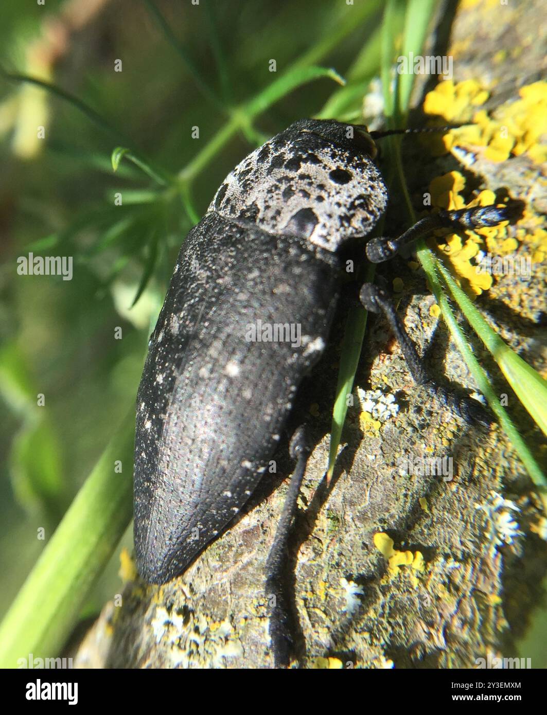 Flat-headed Root-borer (Capnodis tenebrionis) Insecta Stock Photo - Alamy