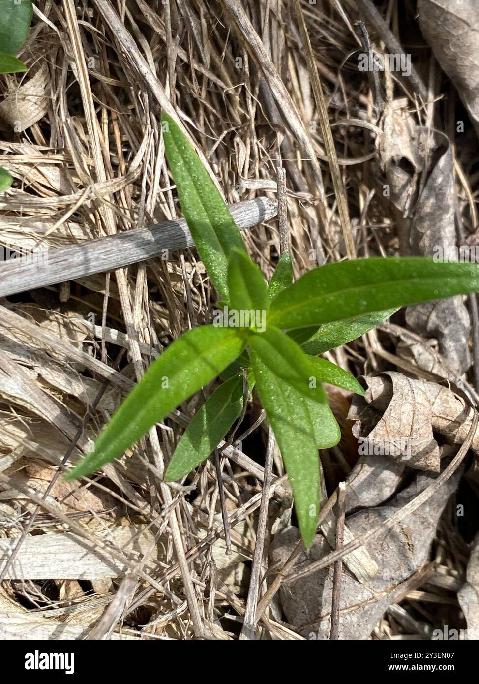 buttonweed (Diodia virginiana) Plantae Stock Photo - Alamy