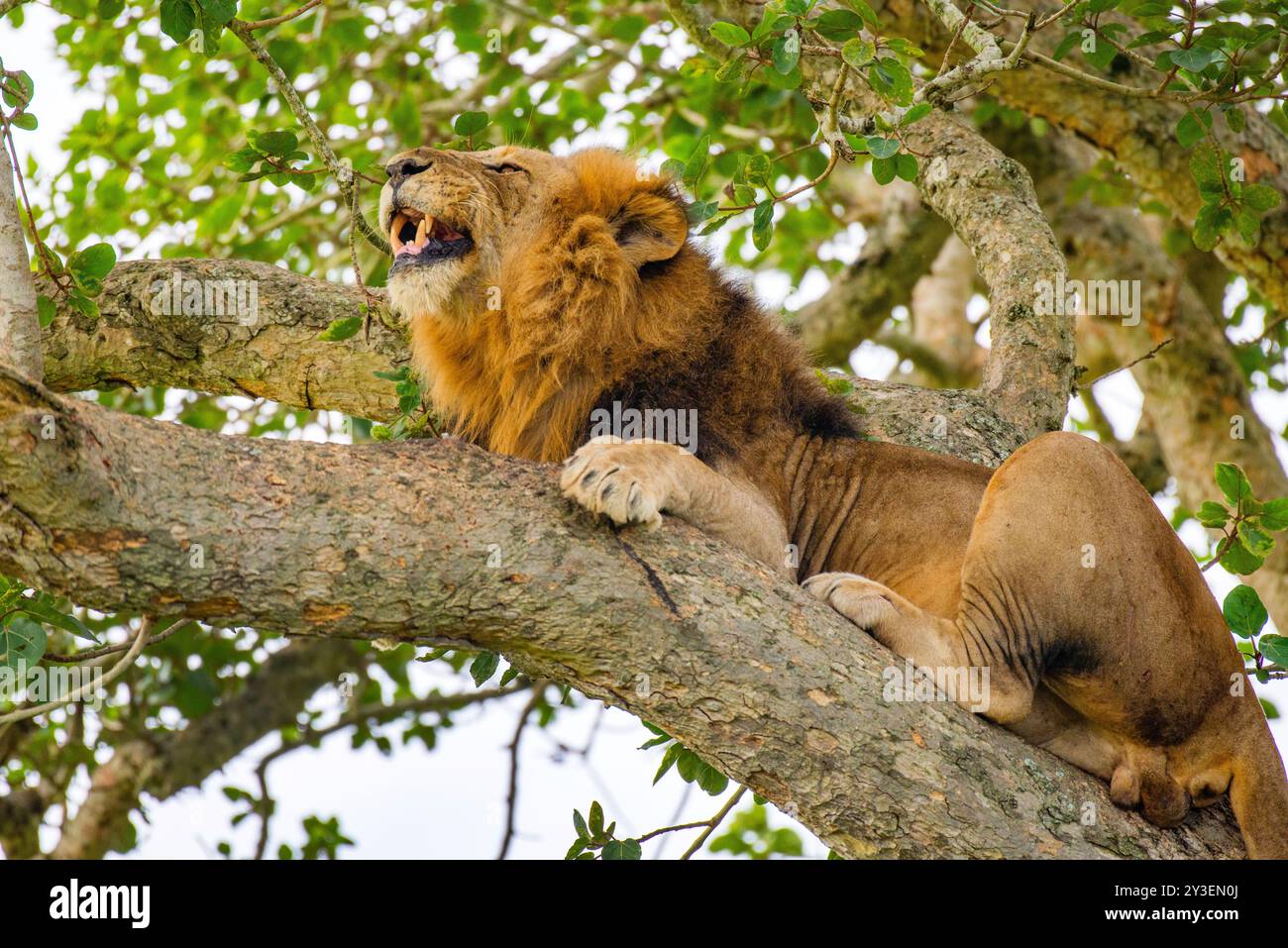 A tree - climbing lion in Ishasha, Queen Elizabeth National Park ...