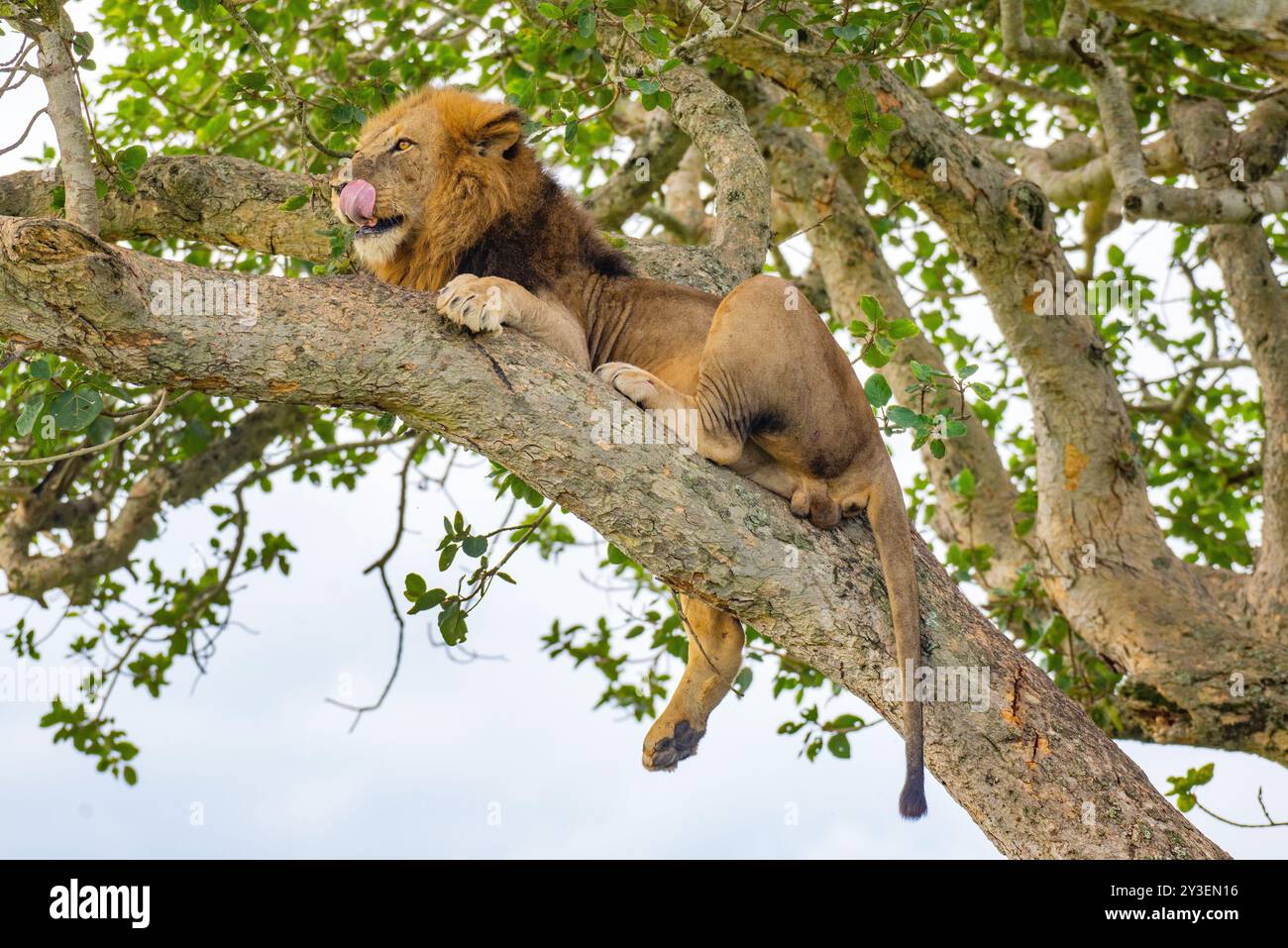 A tree - climbing lion in Ishasha, Queen Elizabeth National Park ...