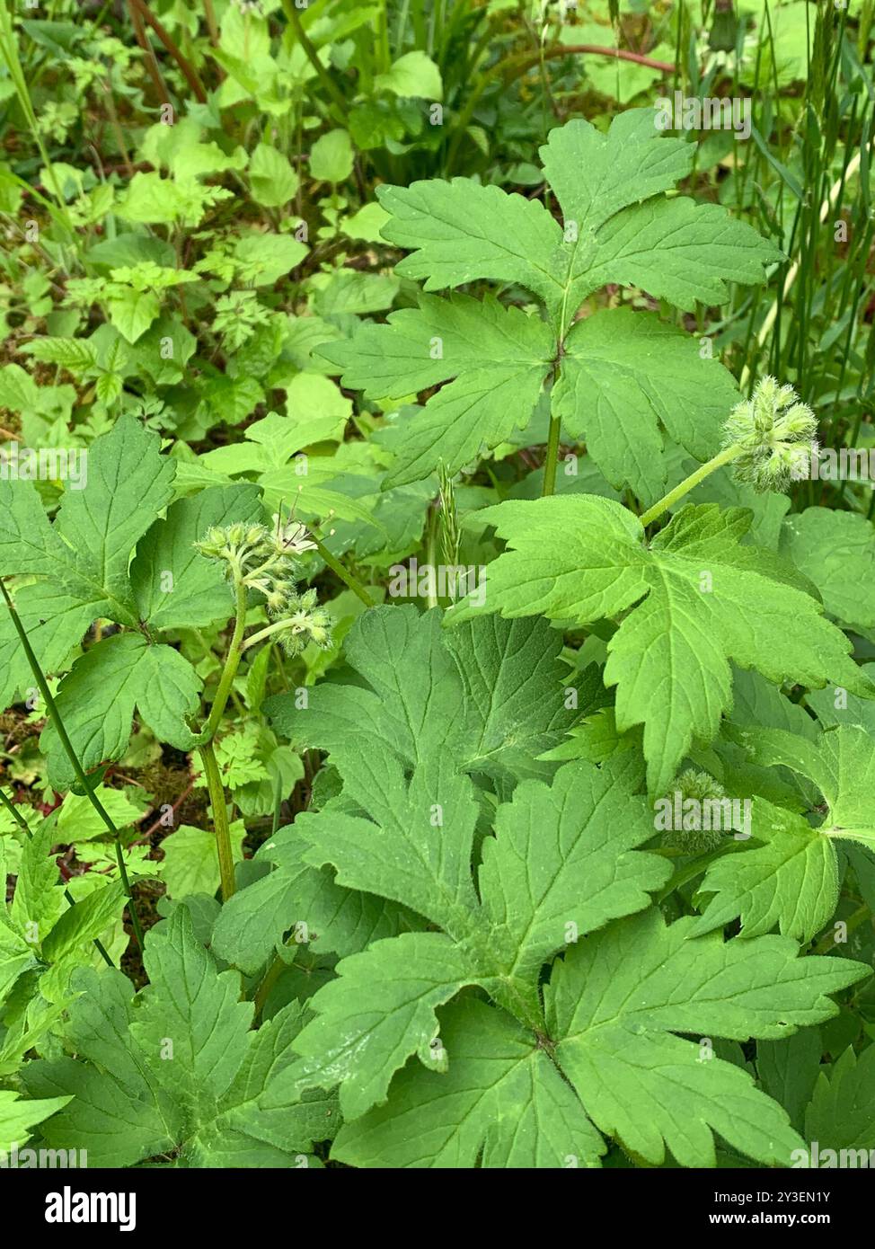 Pacific Waterleaf (Hydrophyllum tenuipes) Plantae Stock Photo - Alamy