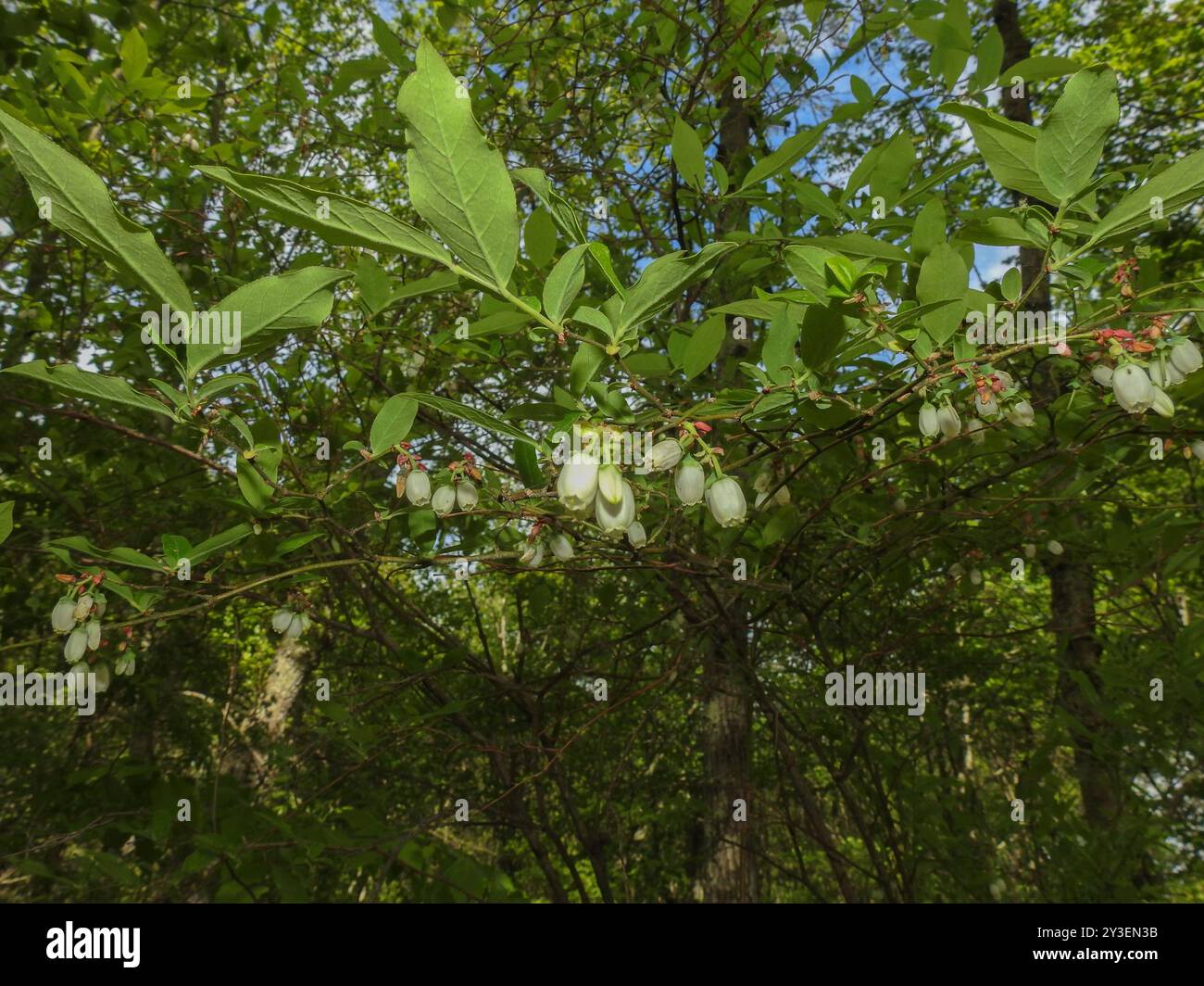 Northern highbush blueberry (Vaccinium corymbosum) Plantae Stock Photo ...