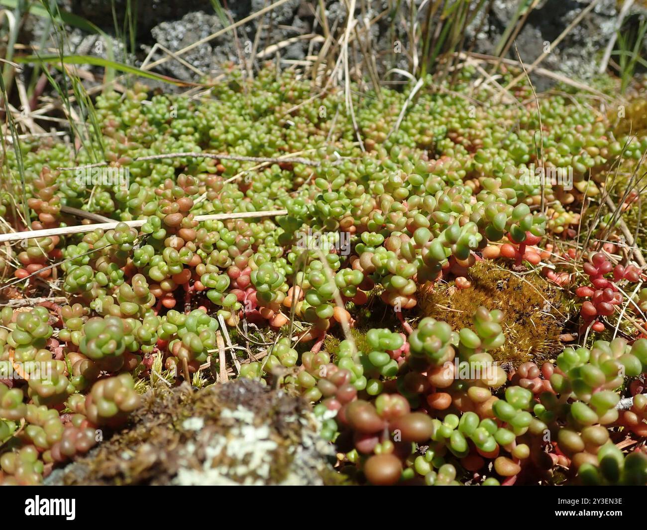 Pacific stonecrop (Sedum divergens) Plantae Stock Photo - Alamy