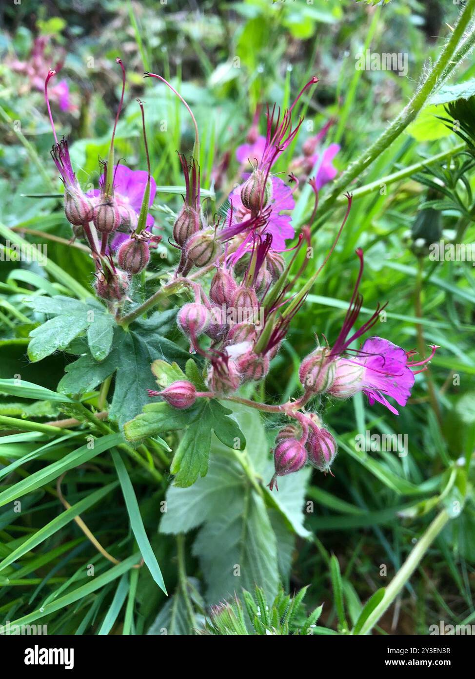 Rock Crane's-bill (Geranium macrorrhizum) Plantae Stock Photo - Alamy
