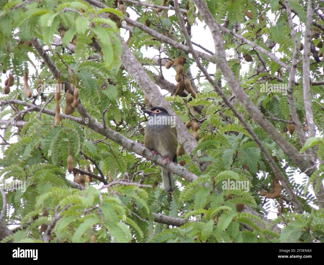 Eastern Australian Figbird (Sphecotheres vieilloti vieilloti) Aves ...
