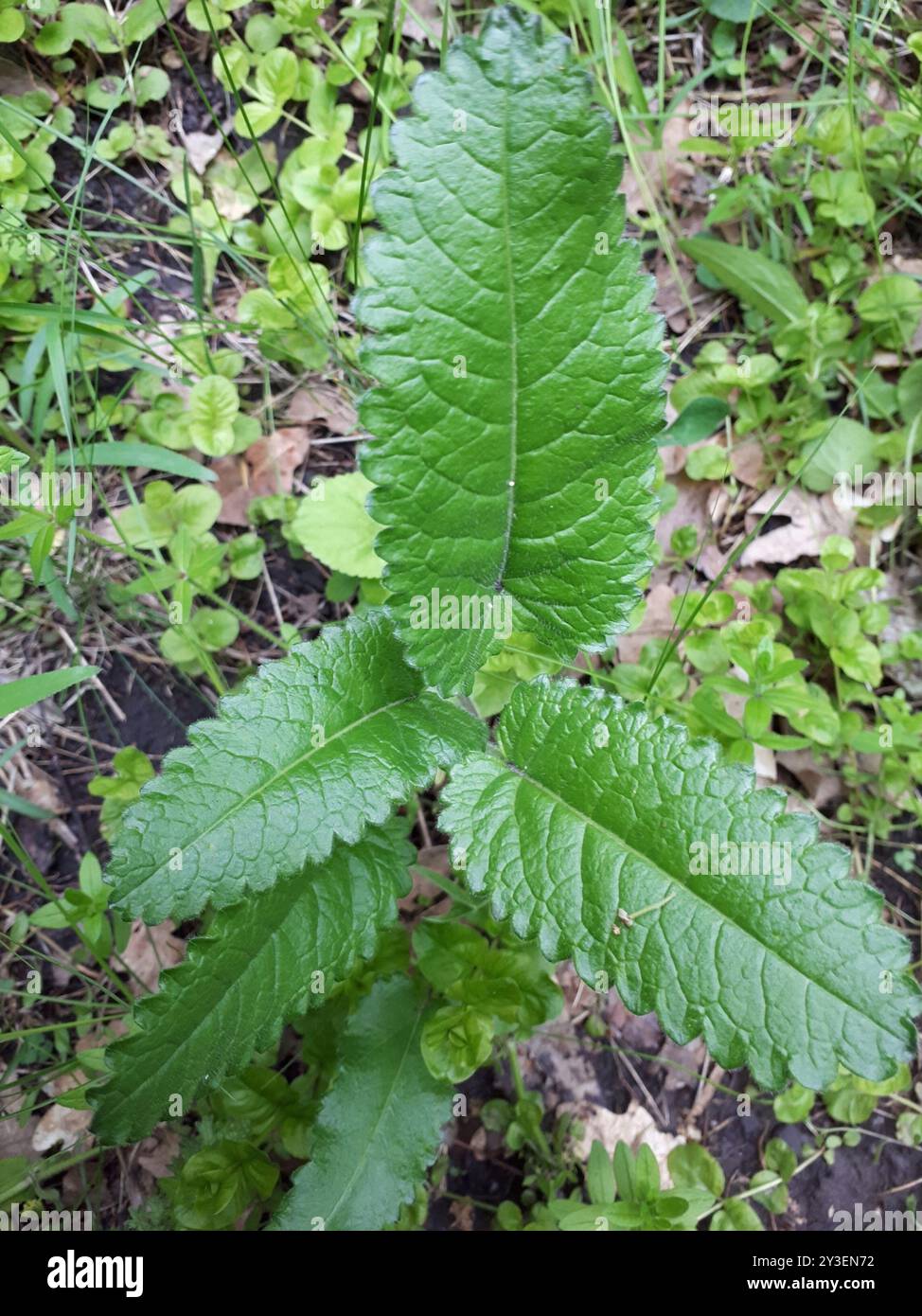 common hedge-nettle (Betonica officinalis) Plantae Stock Photo - Alamy